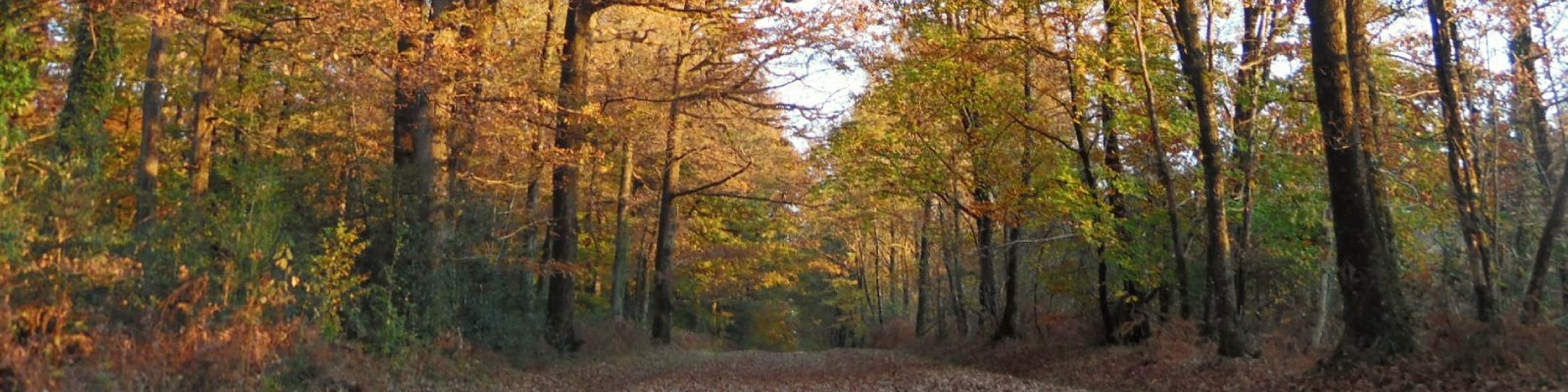 La forêt de Mervent : le poumon de la Vendée, un joyau à voir