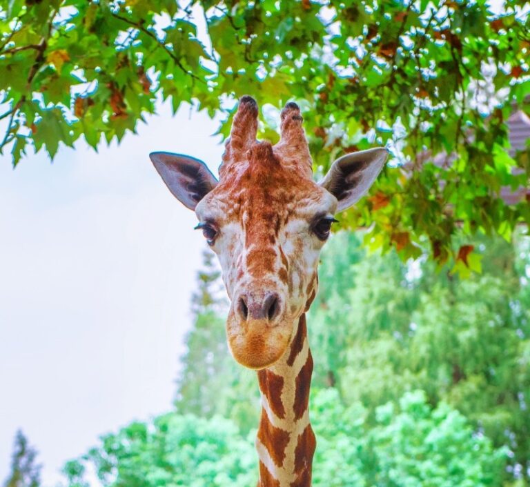 Camping *** Domaine du Lidon dans le Marais Poitevin, Deux-Sèvres (79)